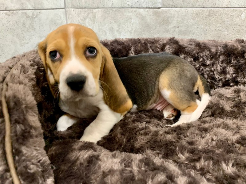 Free Puppies In Houston Texasnull