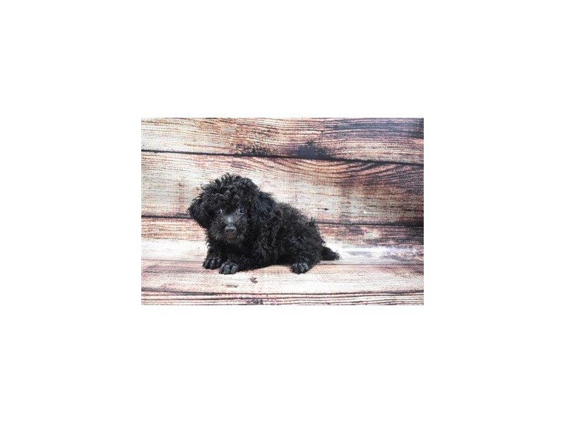 Poodle Puppies - Petland Katy & Stafford - Houston, Texas