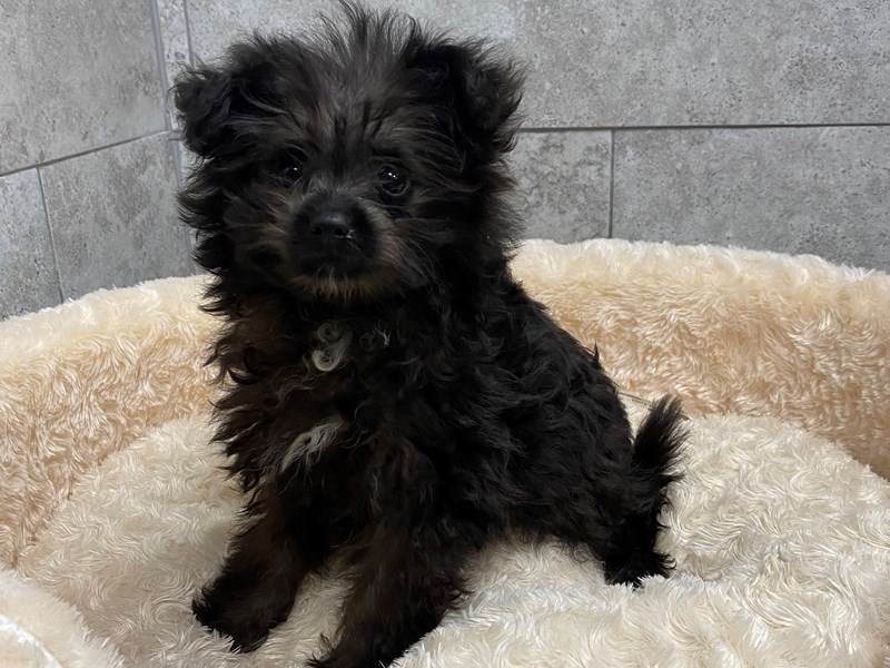 Pomapoo Puppies - Petland Katy & Stafford - Houston, Texas