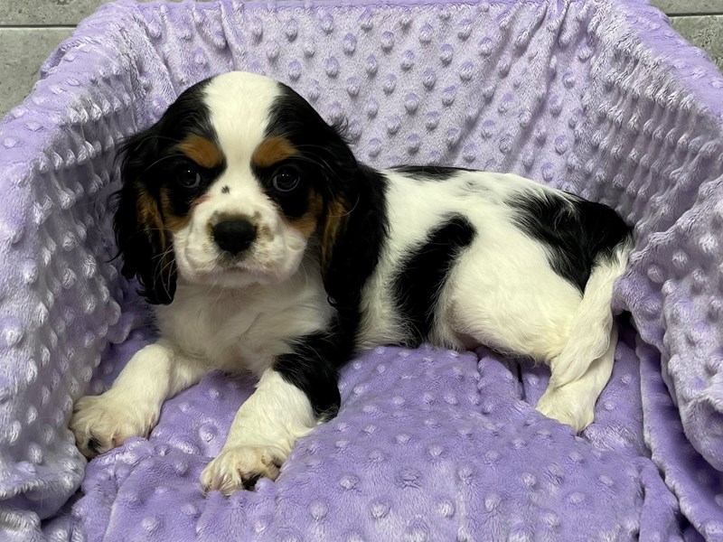 Cockalier Puppies - Petland Katy, Texas