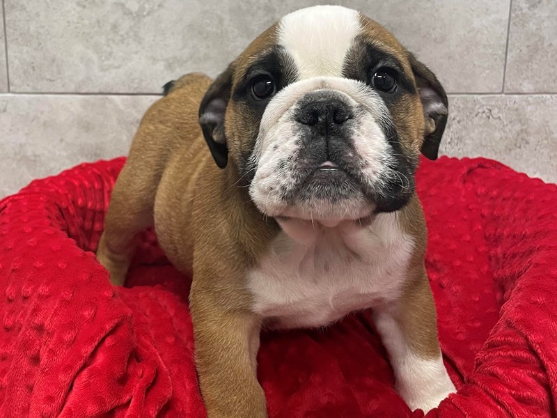 English Bulldog Puppies - Petland Katy - Houston, Texas