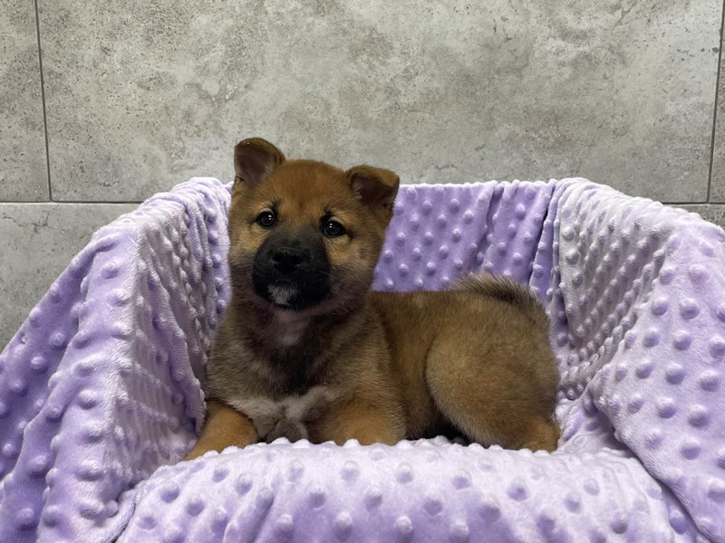 Shiba Inu Puppies - Petland Katy & Stafford - Houston, Texas