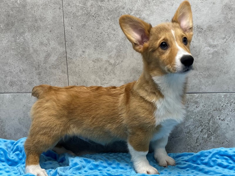 Pembroke Welsh Corgi Puppies - Petland Katy - Houston, Texas