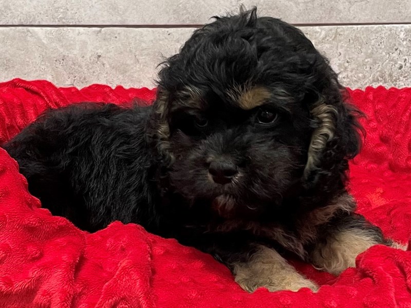 Cockapoo Puppies - Petland Katy - Houston, Texas