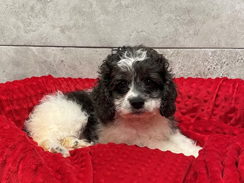 Cockapoo Puppies - Petland Katy & Stafford - Houston, Texas