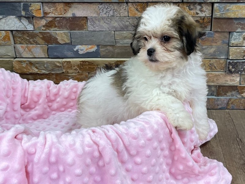 Teddy Bear Puppies - Petland Katy - Houston, Texas