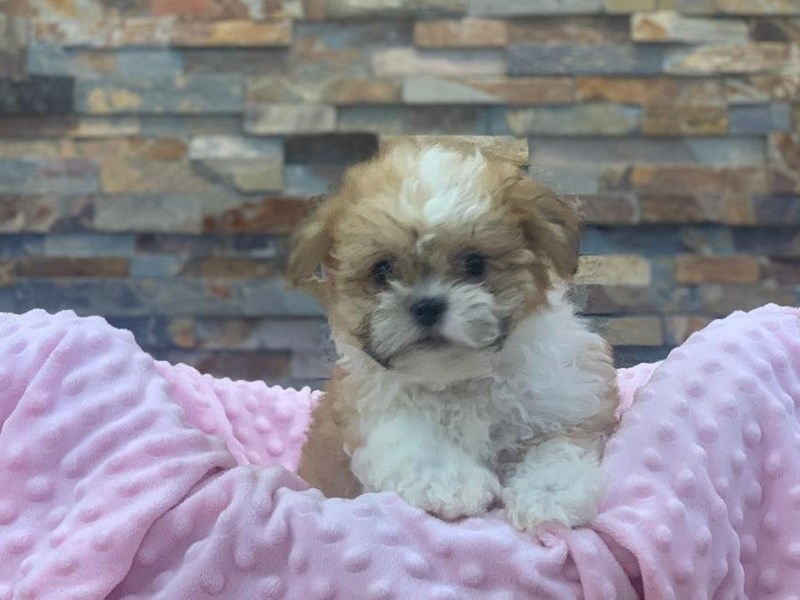 Teddy Bear Puppies - Petland Katy - Houston, Texas