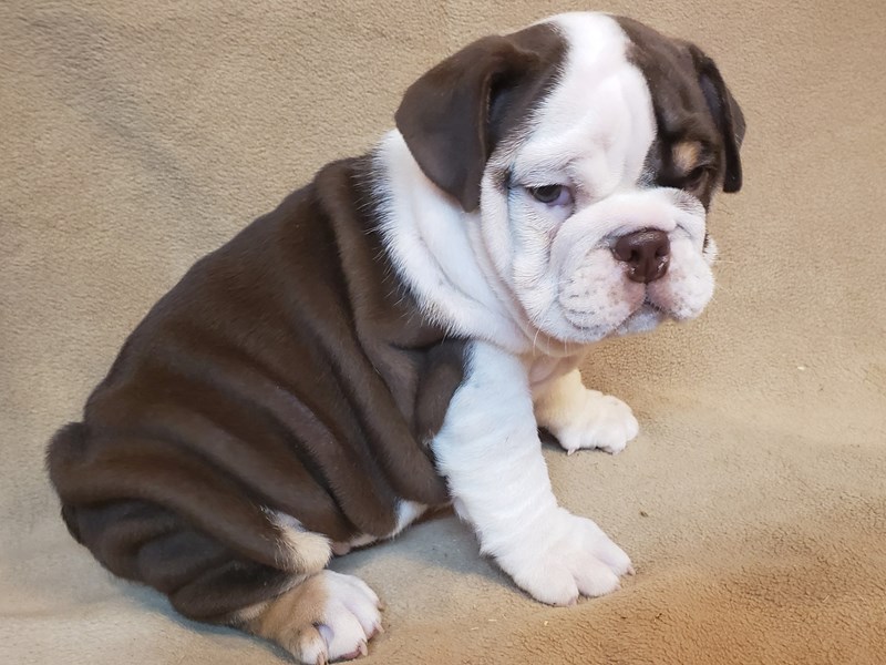 English Bulldog Puppies - Petland Katy & Stafford - Houston, Texas