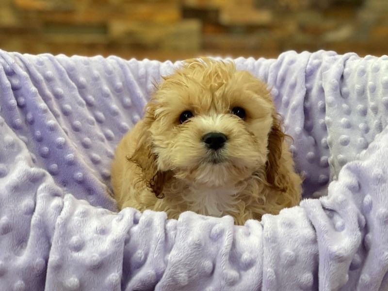Cockapoo Puppies - Petland Katy - Houston, Texas