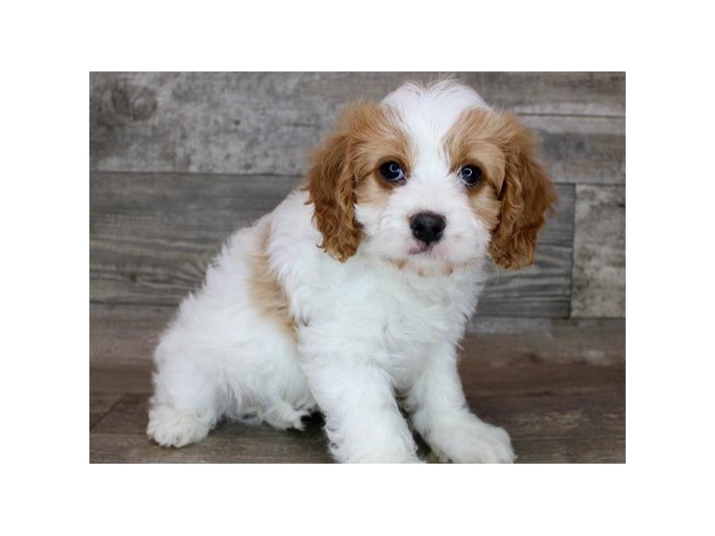 Cavapoo Small Animal Red & White ID:3270 Located at Petland Katy ...