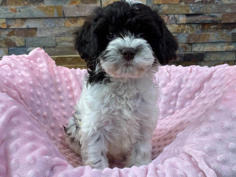 Cockapoo Puppies - Petland Katy & Stafford - Houston, Texas