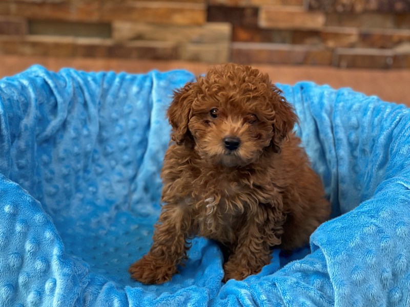 Miniature Poodle Small Animal Light Red ID:3201 Located at Petland Katy ...