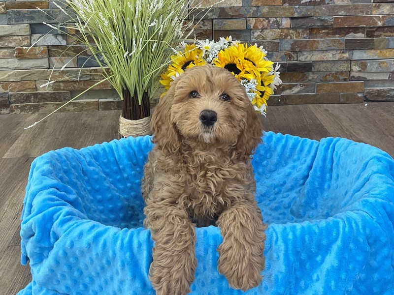 2nd Gen Cockapoo Small Animal Light Red ID:3147 Located at Petland Katy ...