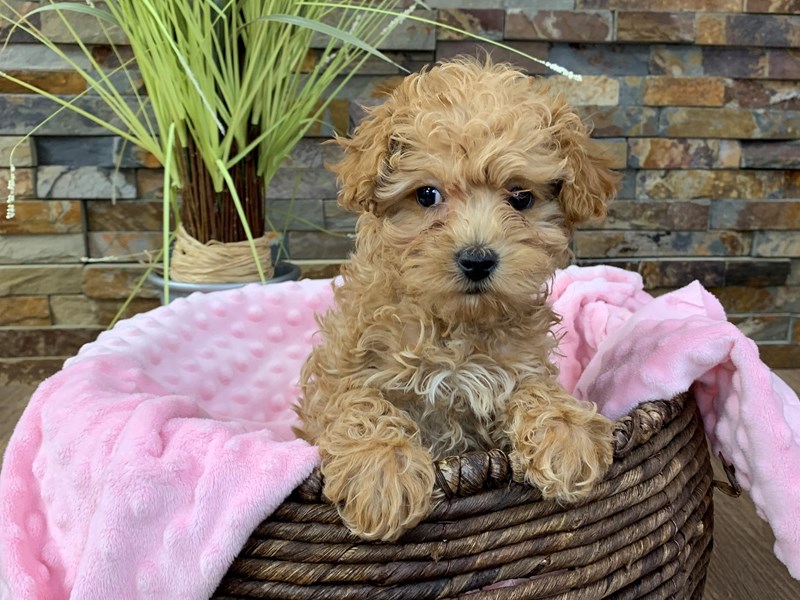 2nd Gen Cockapoo Small Animal Light Red ID:3147 Located at Petland Katy ...