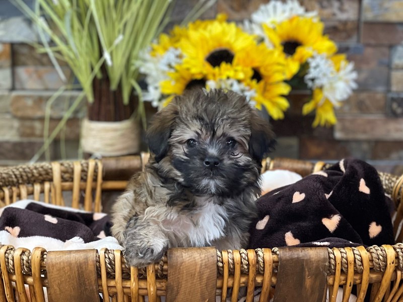 Havanese Puppies - Petland Katy - Houston, Texas