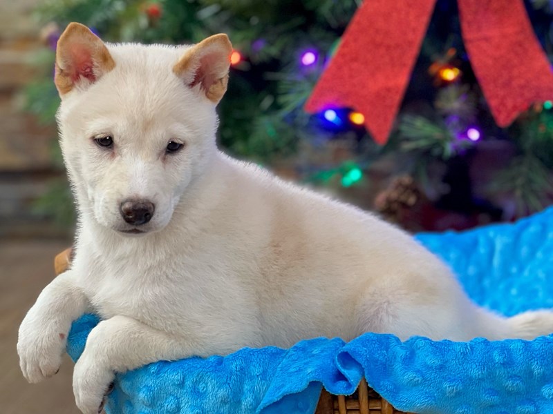 Shiba Inu Puppies - Petland Katy - Houston, Texas