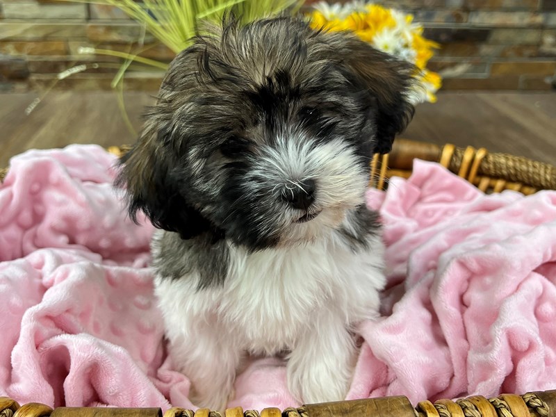 Havanese Puppies - Petland Katy - Houston, Texas
