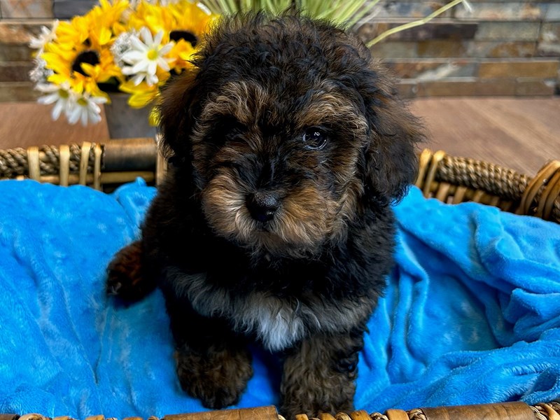 Miniature Poodle Small Animal Light Red ID:3201 Located at Petland Katy ...