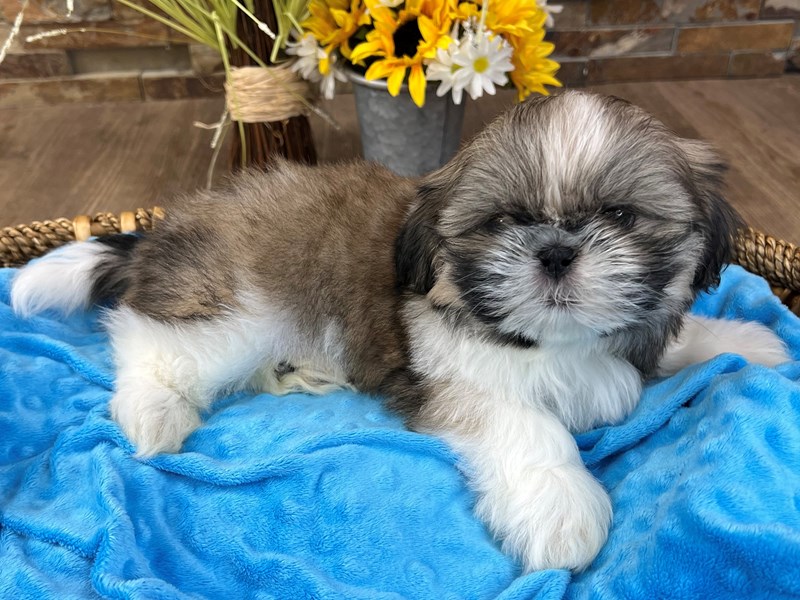 Shih Tzu Small Animal Gold & White ID:3158 Located at Petland Katy ...