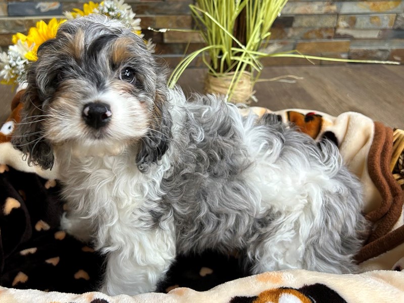 Cockapoo Puppies - Petland Katy - Houston, Texas