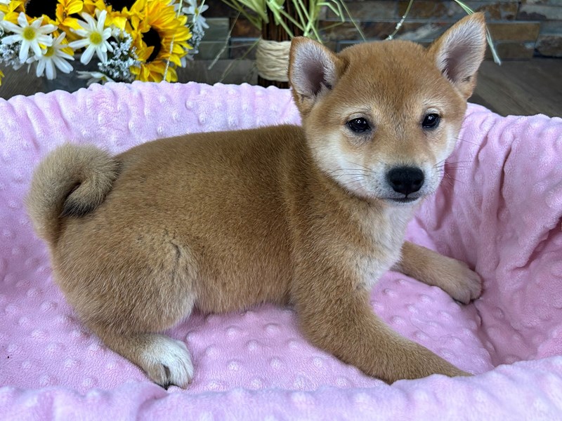 Shiba Inu Puppies - Petland Katy & Stafford - Houston, Texas