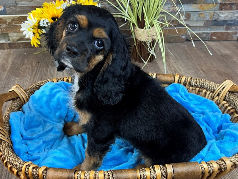 Cockalier Small Animal Black w/Tan Points ID:3054 Located at Petland ...