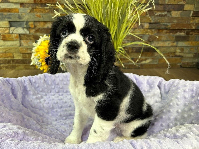 Cockalier Small Animal Black & White ID:3038 Located at Petland Katy ...