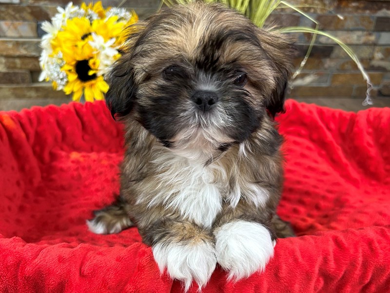Shih Tzu Small Animal Brindle ID:3048 Located at Petland Katy - Houston ...