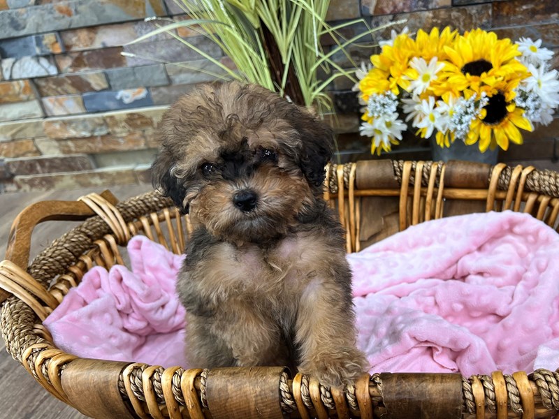 Miniature Poodle Small Animal Red Sable ID:3142 Located at Petland Katy ...