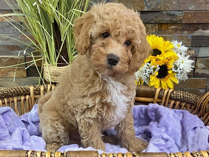 Miniature Poodle Small Animal Apricot ID:3154 Located at Petland Katy ...