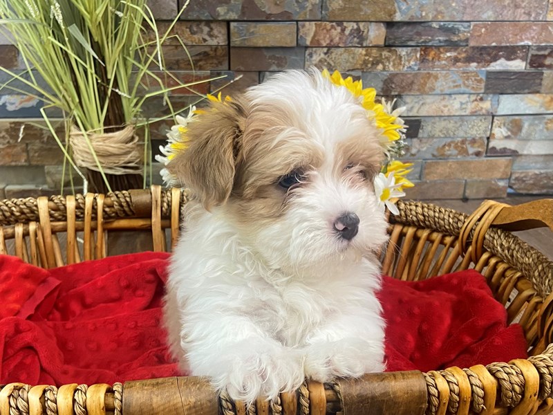 Havanese Small Animal Gold & White ID:3148 Located at Petland Katy ...