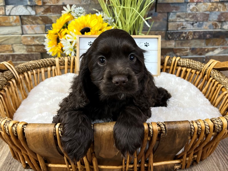 Cocker Spaniel Small Animal Chocolate ID:3277 Located at Petland Katy ...