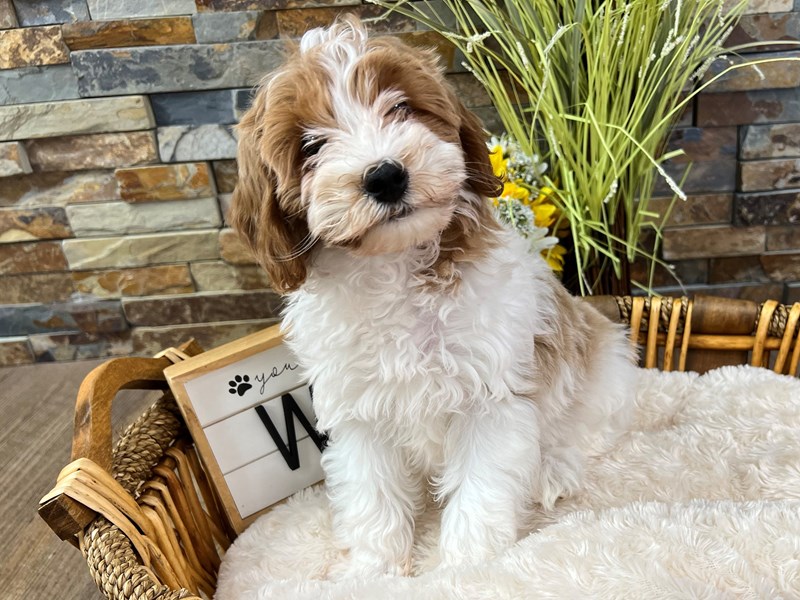 Cavapoo Small Animal Red & White ID:3269 Located at Petland Katy ...