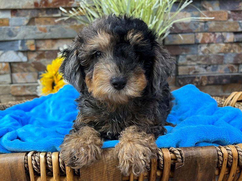 Miniature Poodle Small Animal Blue Merle w/Tan ID:3259 Located at ...