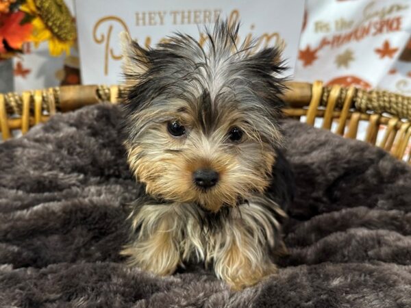 Yorkshire Terrier-Dog-Male-Blue & Gold-4257880-Petland Katy - Houston ...