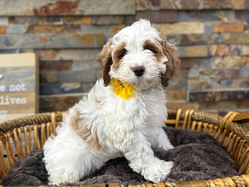 Cockapoo Puppies - Petland Katy - Houston, Texas