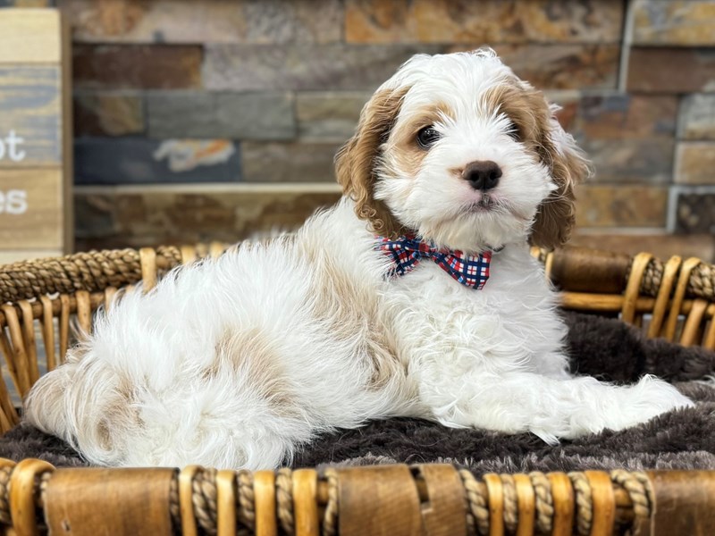 Cockapoo Puppies - Petland Katy - Houston, Texas