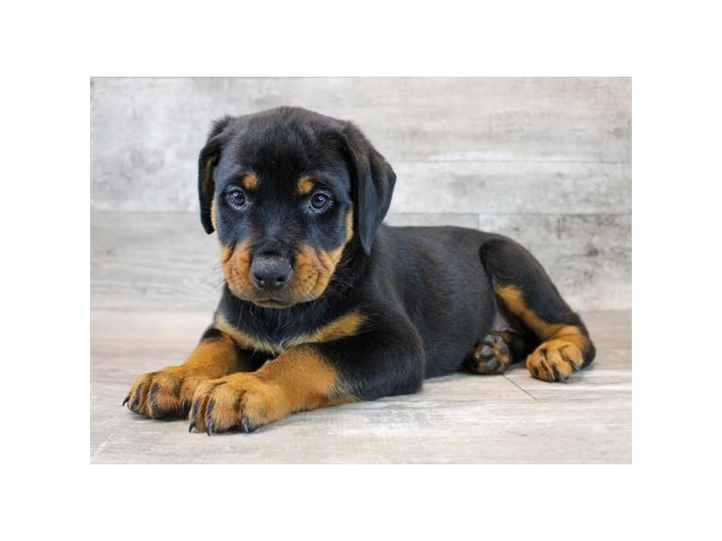 Rottweiler Puppies - Petland Katy - Houston, Texas