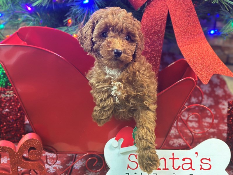 Miniature Poodle Small Animal Blue Merle w/Tan ID:3259 Located at ...